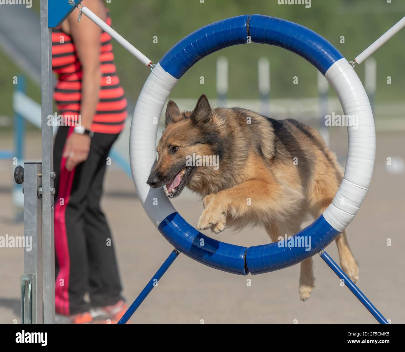 Closeup shot of a Belgian Sheepdog Tervuren jumping through an agility ...