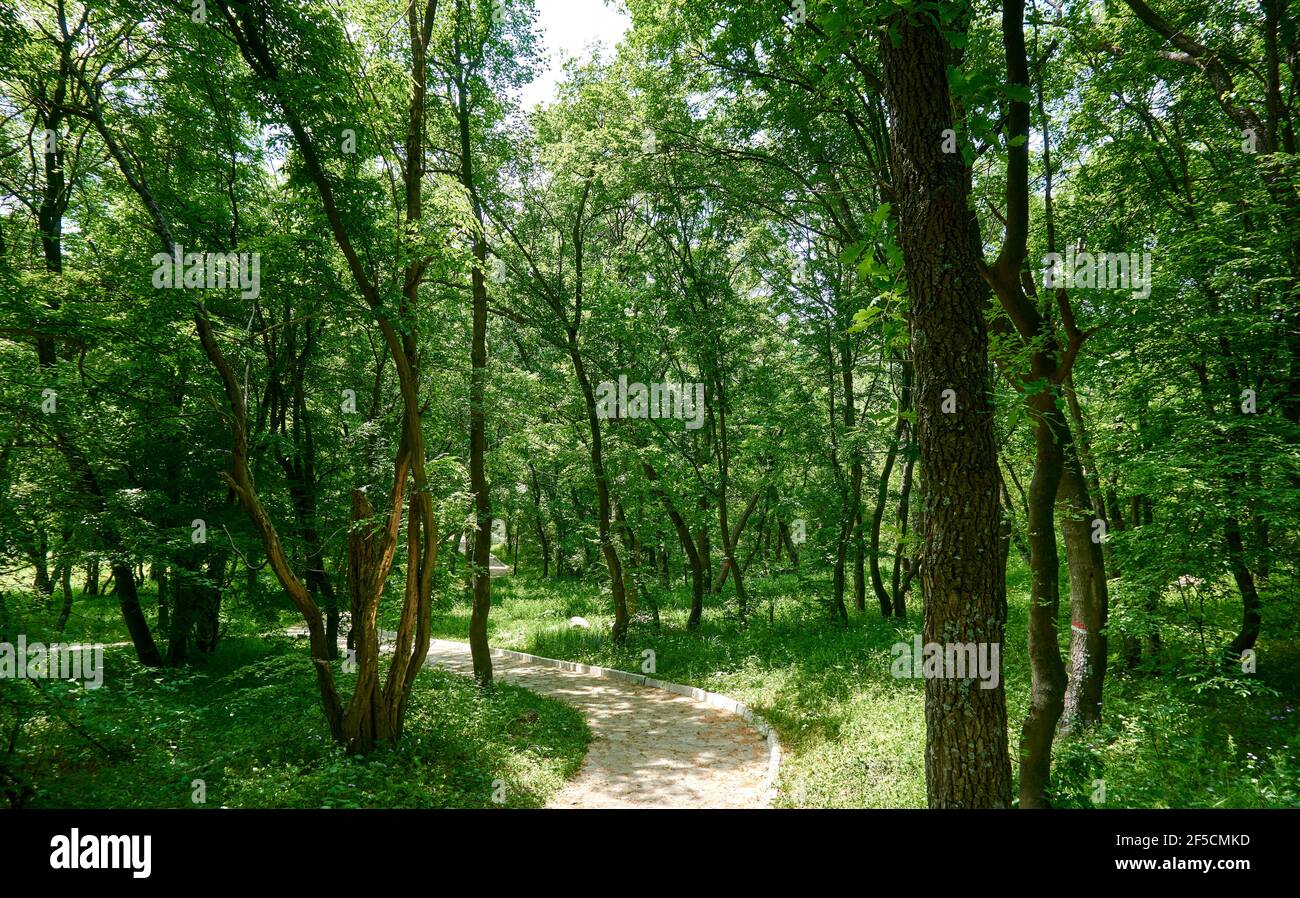 A path through sunlit forest Stock Photo - Alamy