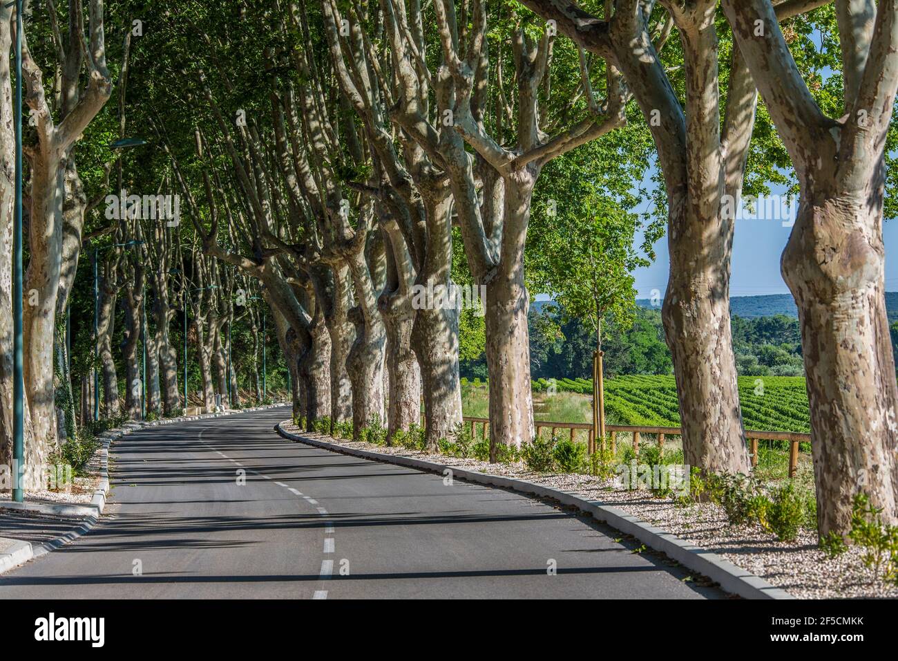 A tree lined road in the South of France Stock Photo - Alamy