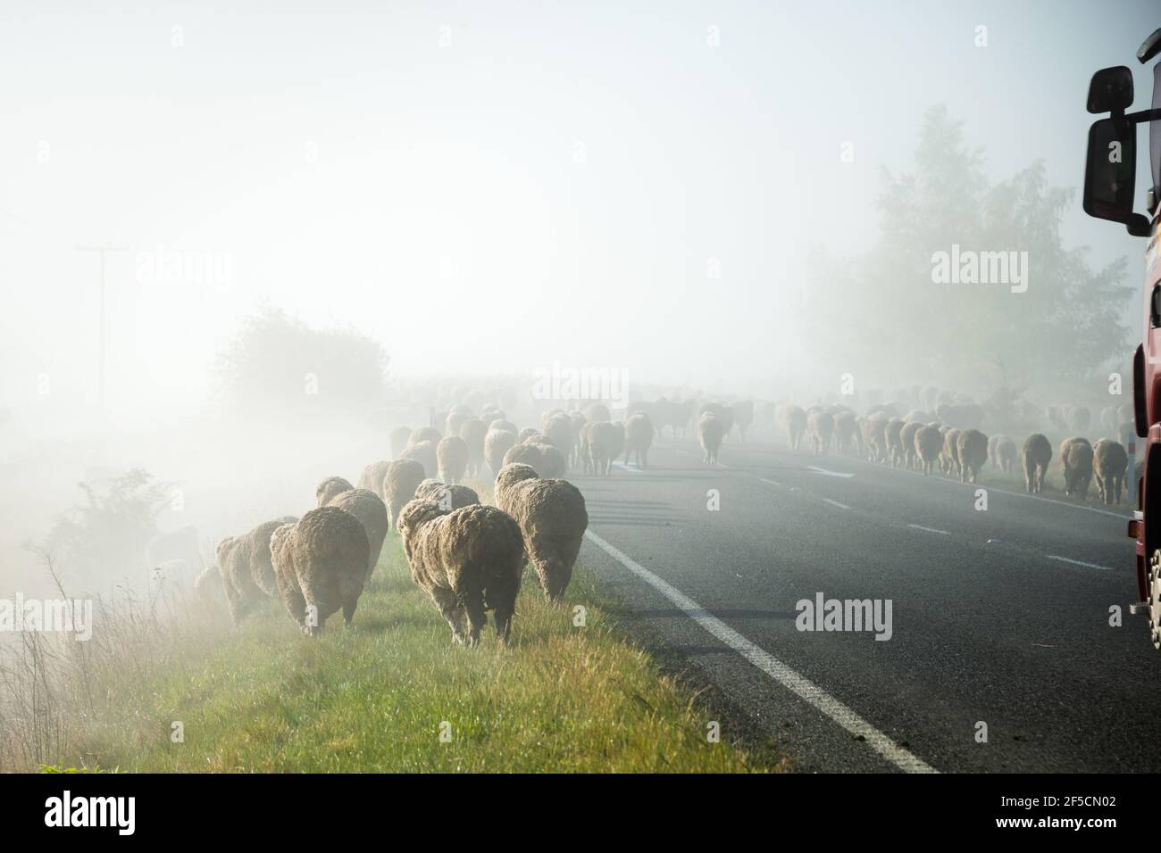 Sheep trucks hi-res stock photography and images - Alamy