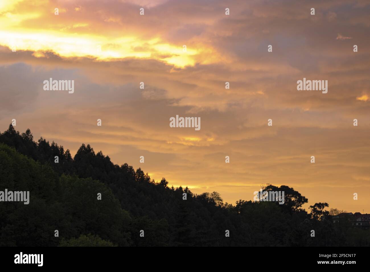 Thick forest under sunset sky Stock Photo - Alamy