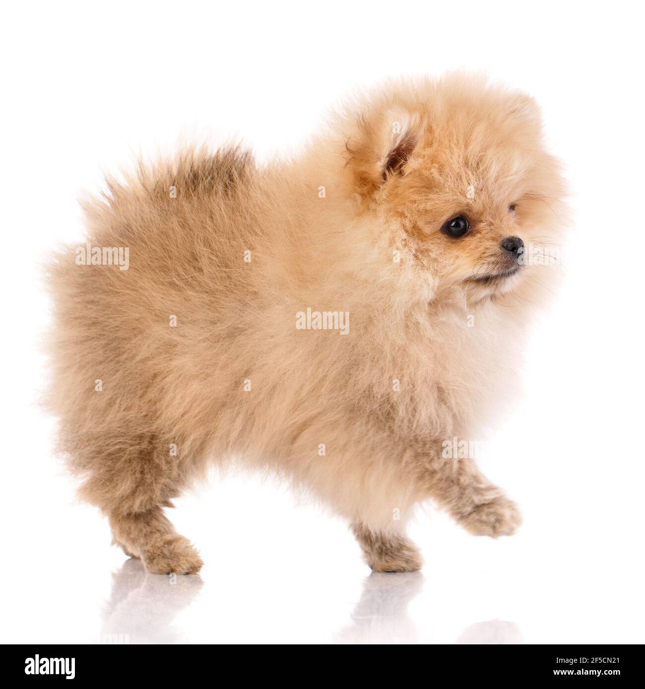 Miniature Pomeranian Spitz puppy standing on white background. Side ...