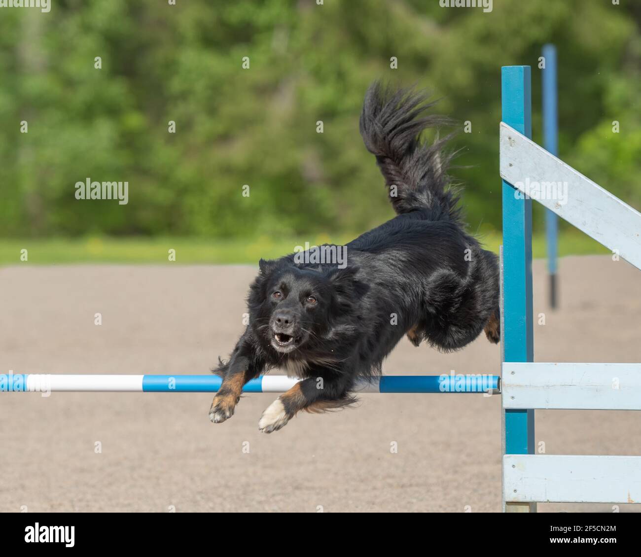 Australian shepherd dog jumpi over an agility hurdle in agility ...