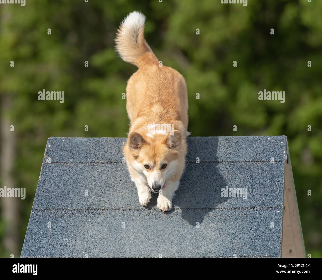 Welsh corgi agility hi-res stock photography and images - Alamy