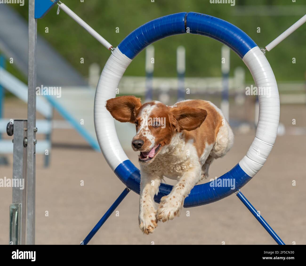 Welsh Springer Spaniel dog jumping through agility ring in agility ...