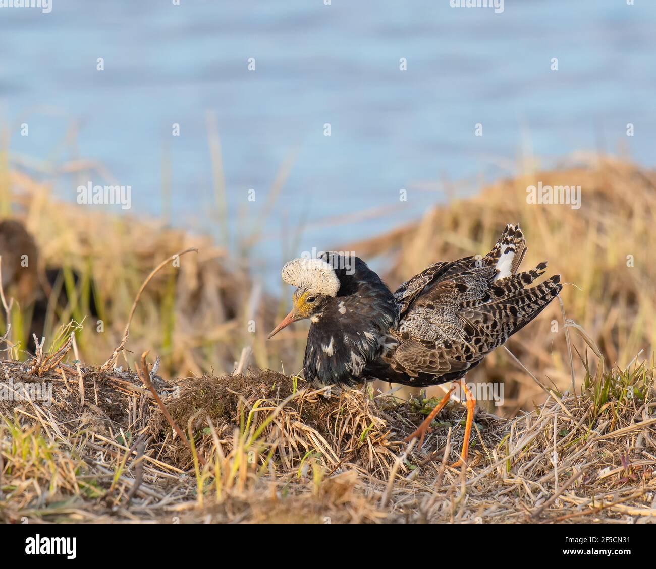 Ruff collar male hi-res stock photography and images - Alamy
