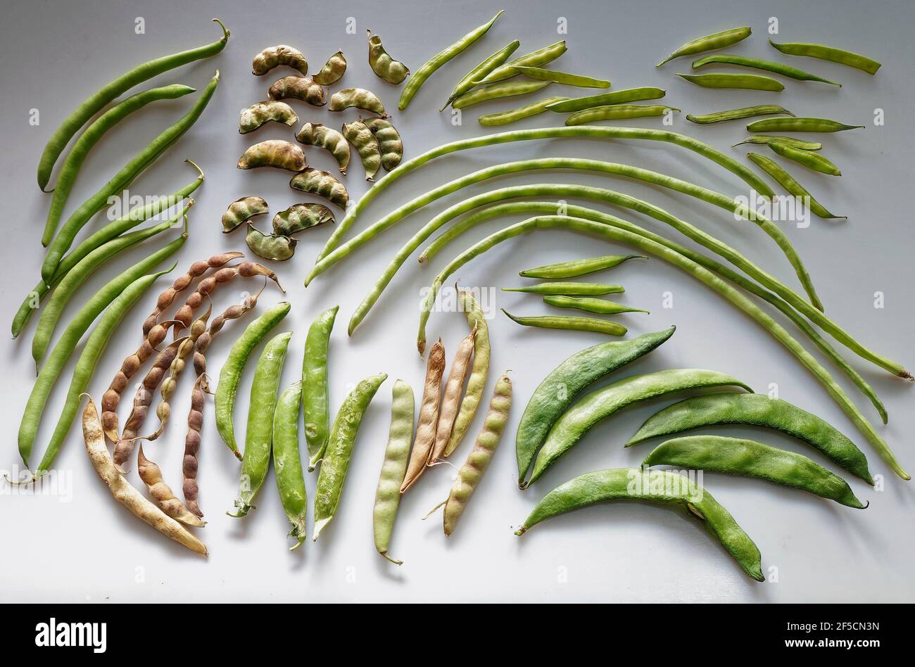Different Kinds Of Green Beans