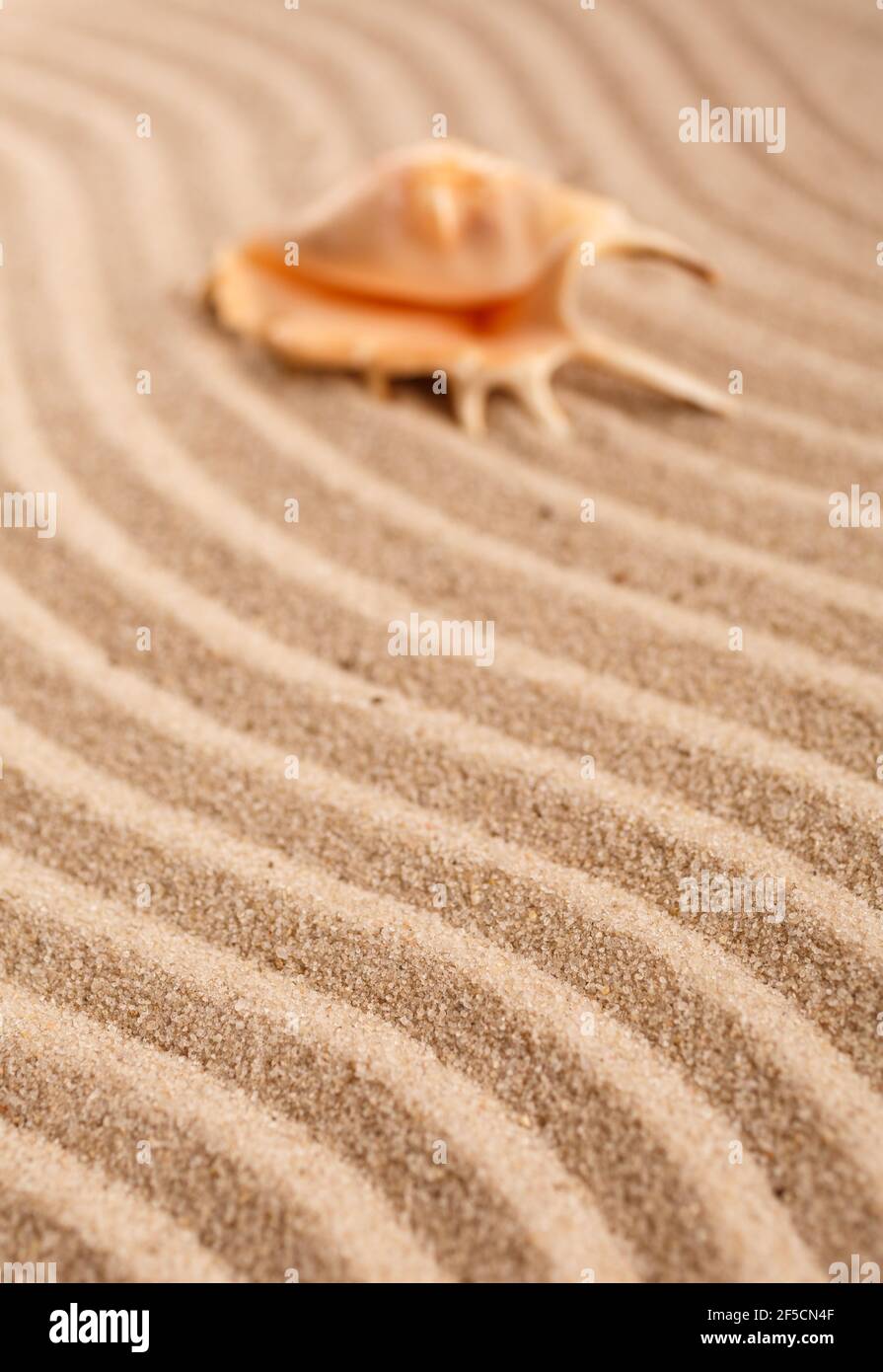 The original seashell is in the upper right corner. Wavy sand texture ...