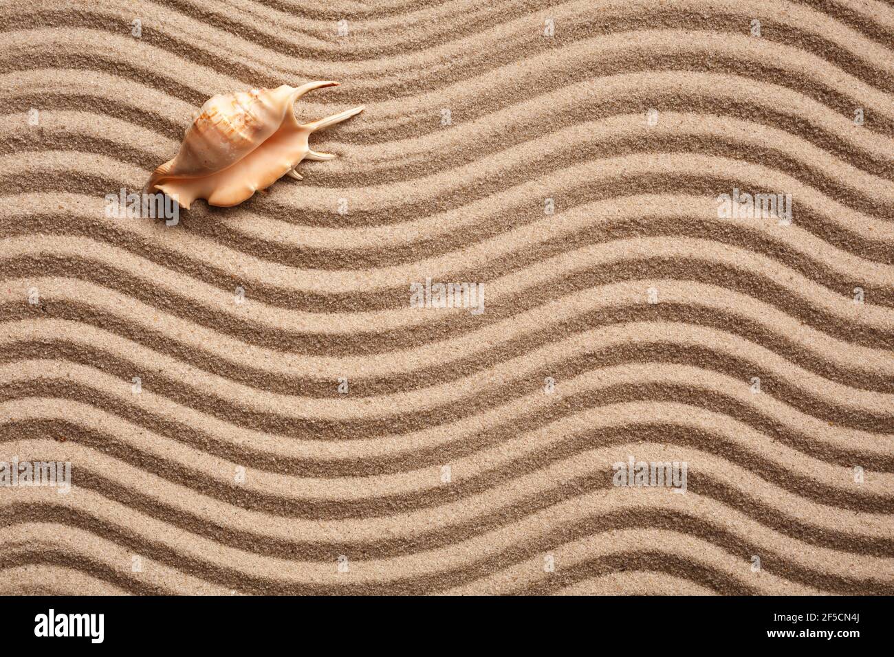 Background of seashell on sand. Wavy sand texture with place for text ...