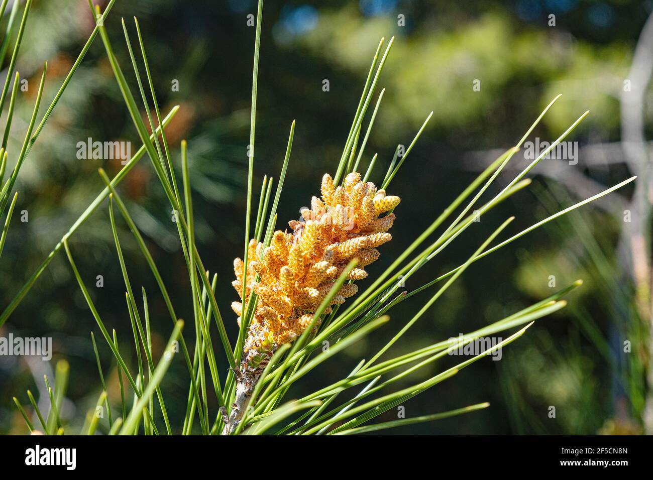 Pine tree pollen and leaves on a branch. Empty copy space for Editor's ...