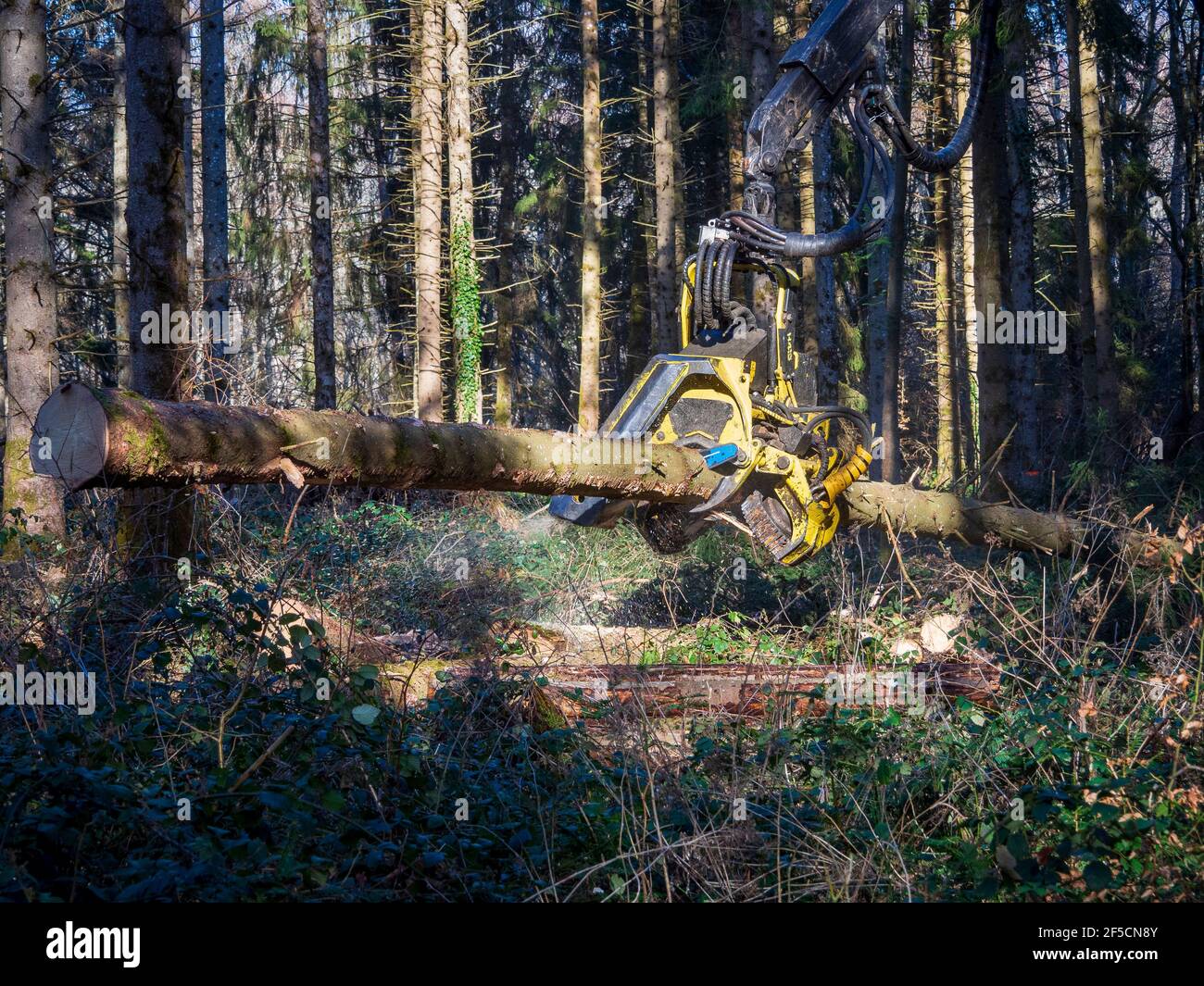 Forestry work (thinning) in Auvergne, France Stock Photo - Alamy
