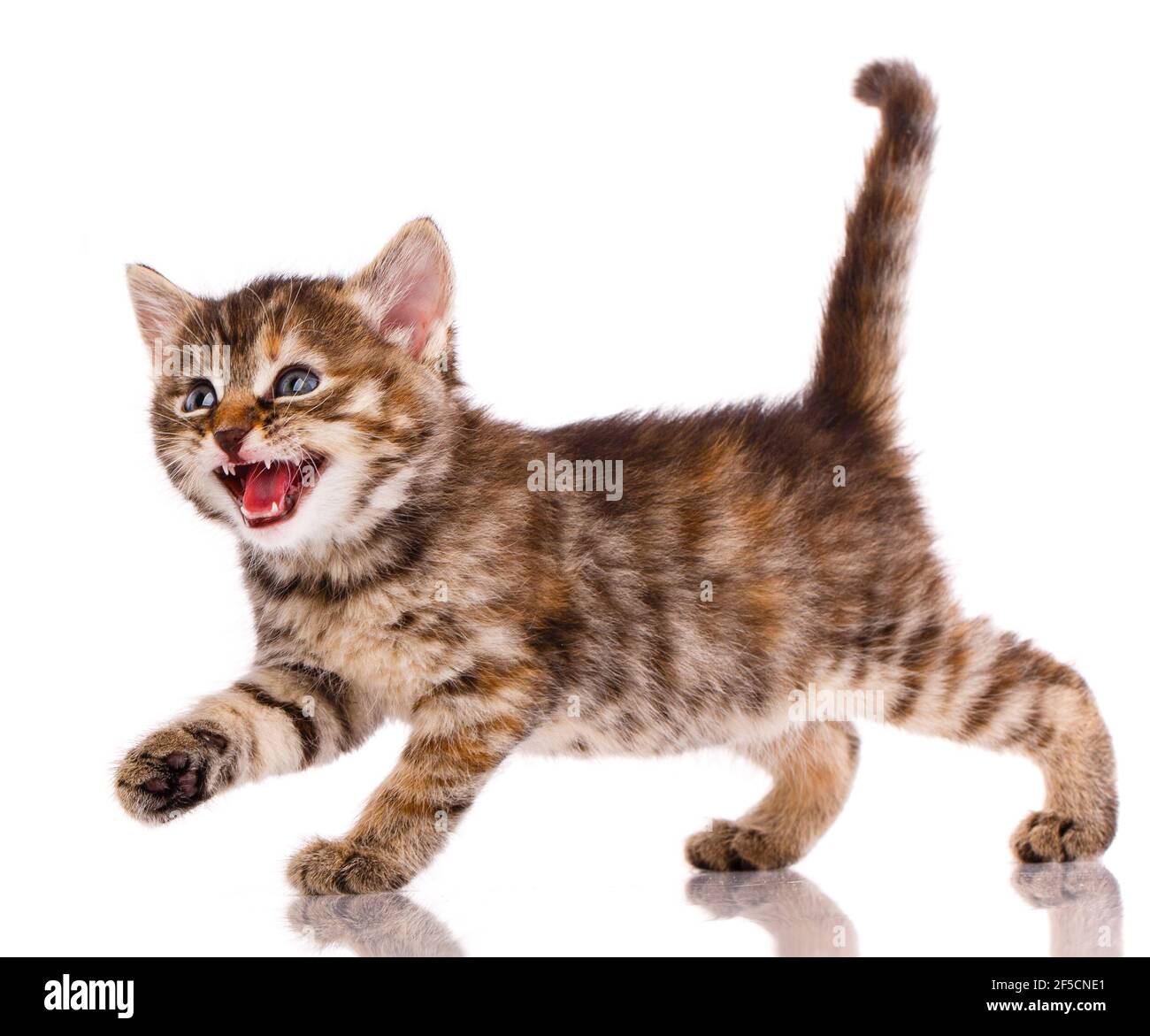 Small brown kitten is angry and meows on a white background. Side view ...