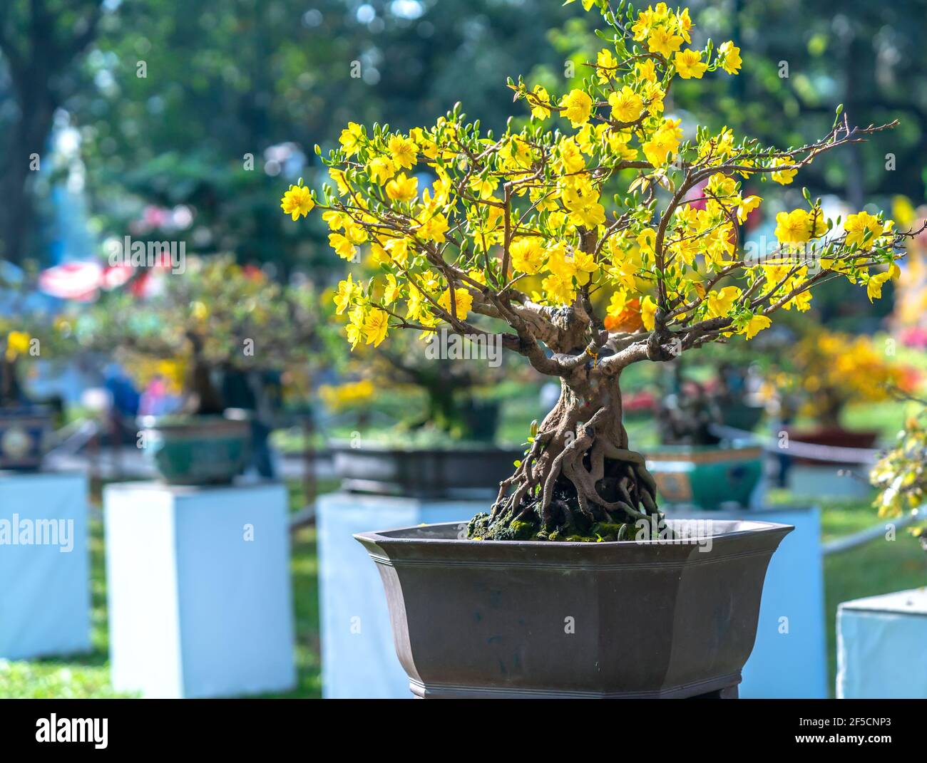 Apricot bonsai tree blooming with yellow flowering branches curving ...