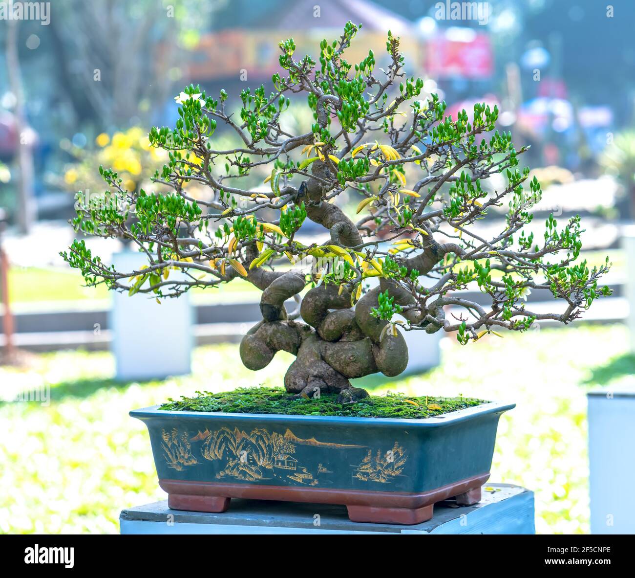 Apricot bonsai tree blooming with yellow flowering branches curving ...