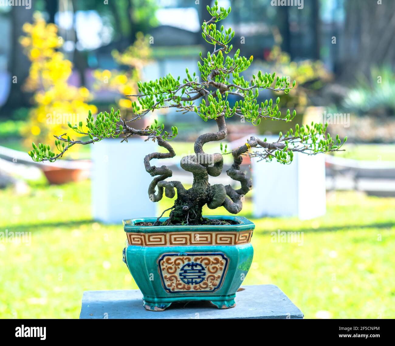 Apricot bonsai tree blooming with yellow flowering branches curving ...