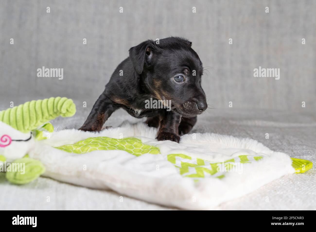 Brown and black brindle Jack Russell Terrier dog puppy. Curious about a ...
