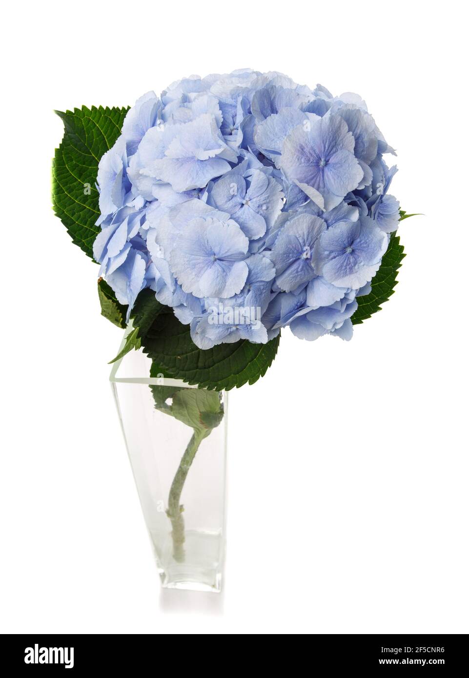 Blue hydrangea flower in a transparent vase on a white background Stock ...
