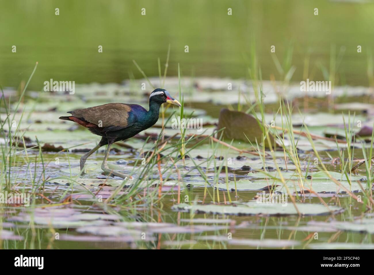 The bronze-winged jacana (Metopidius indicus) is a wader in the family ...