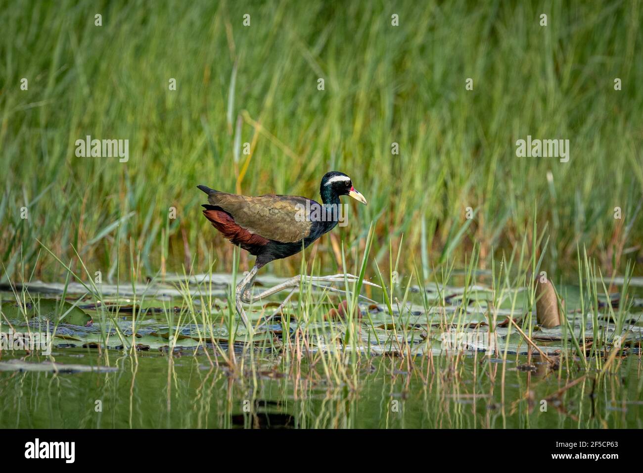 The bronze-winged jacana (Metopidius indicus) is a wader in the family ...