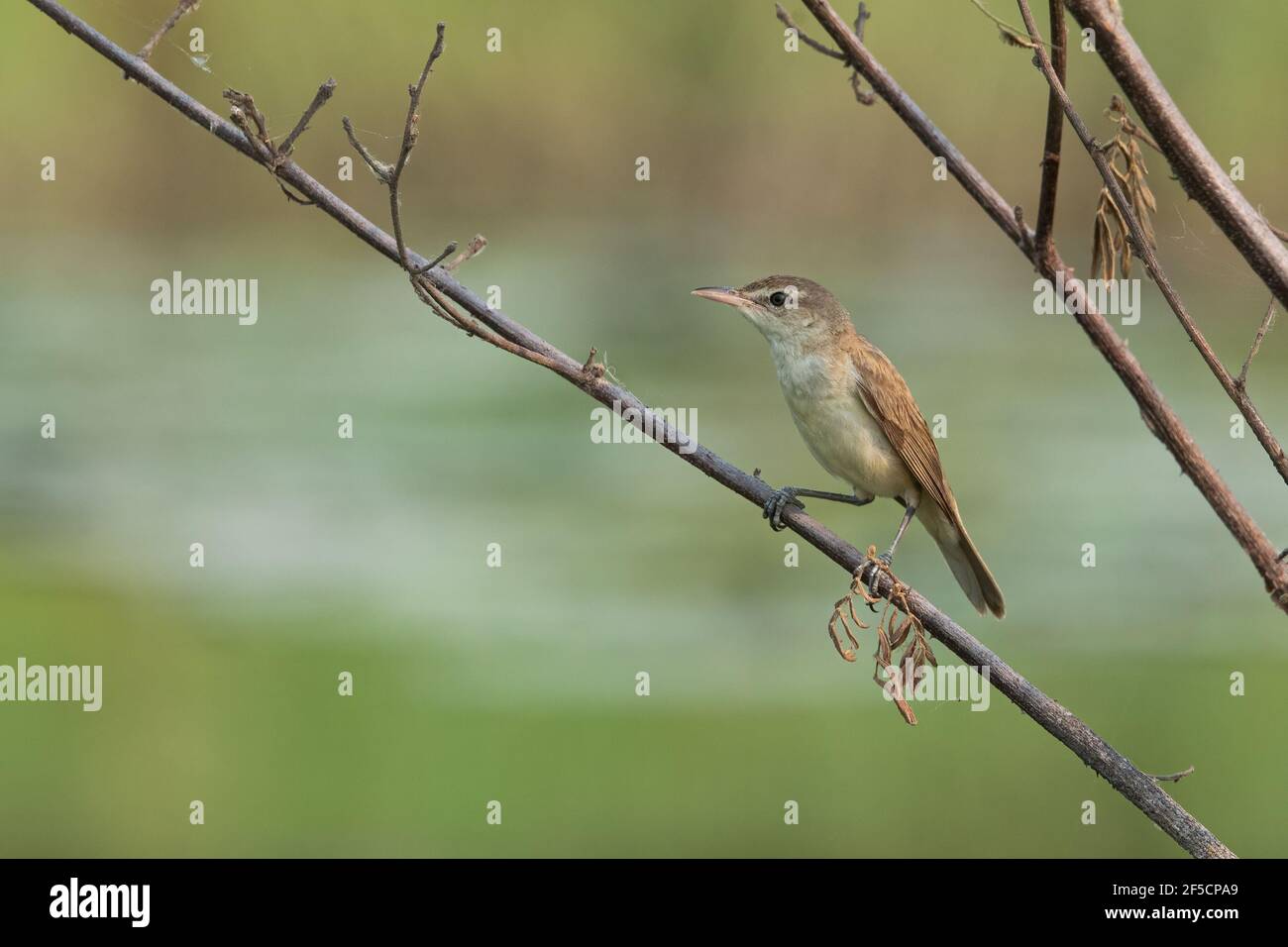 Acrocephalus orientalis hi-res stock photography and images - Alamy