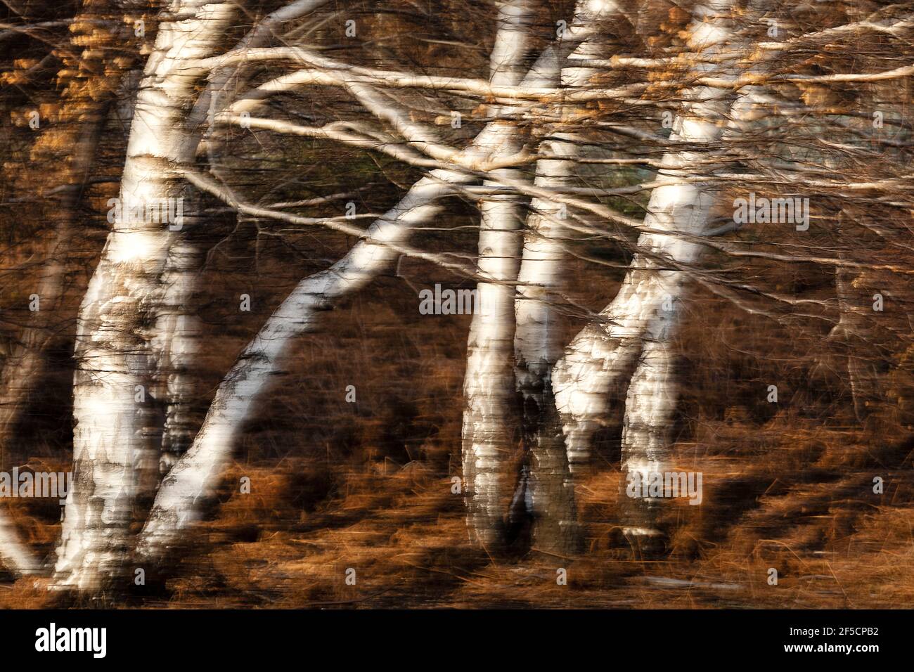 Blurred abstract trees in forest landscape Stock Photo - Alamy