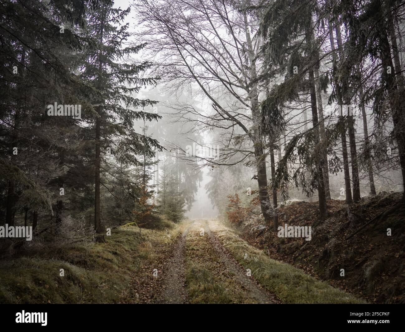Spooky and gloomy forest during winter, covered with fog and white snow ...