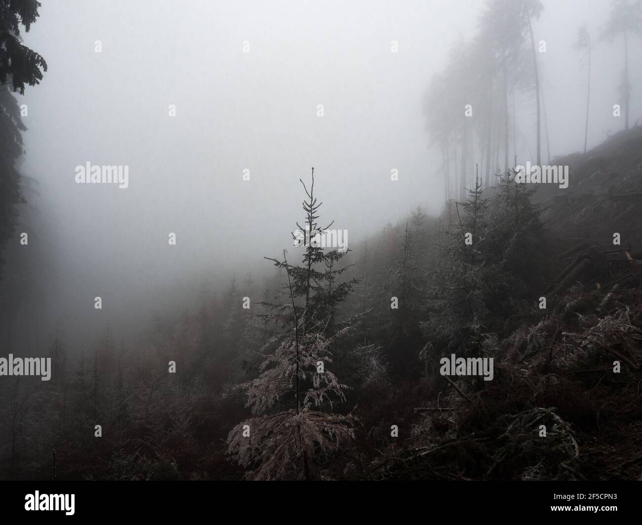 Spooky and gloomy forest during winter, covered with fog and white snow ...