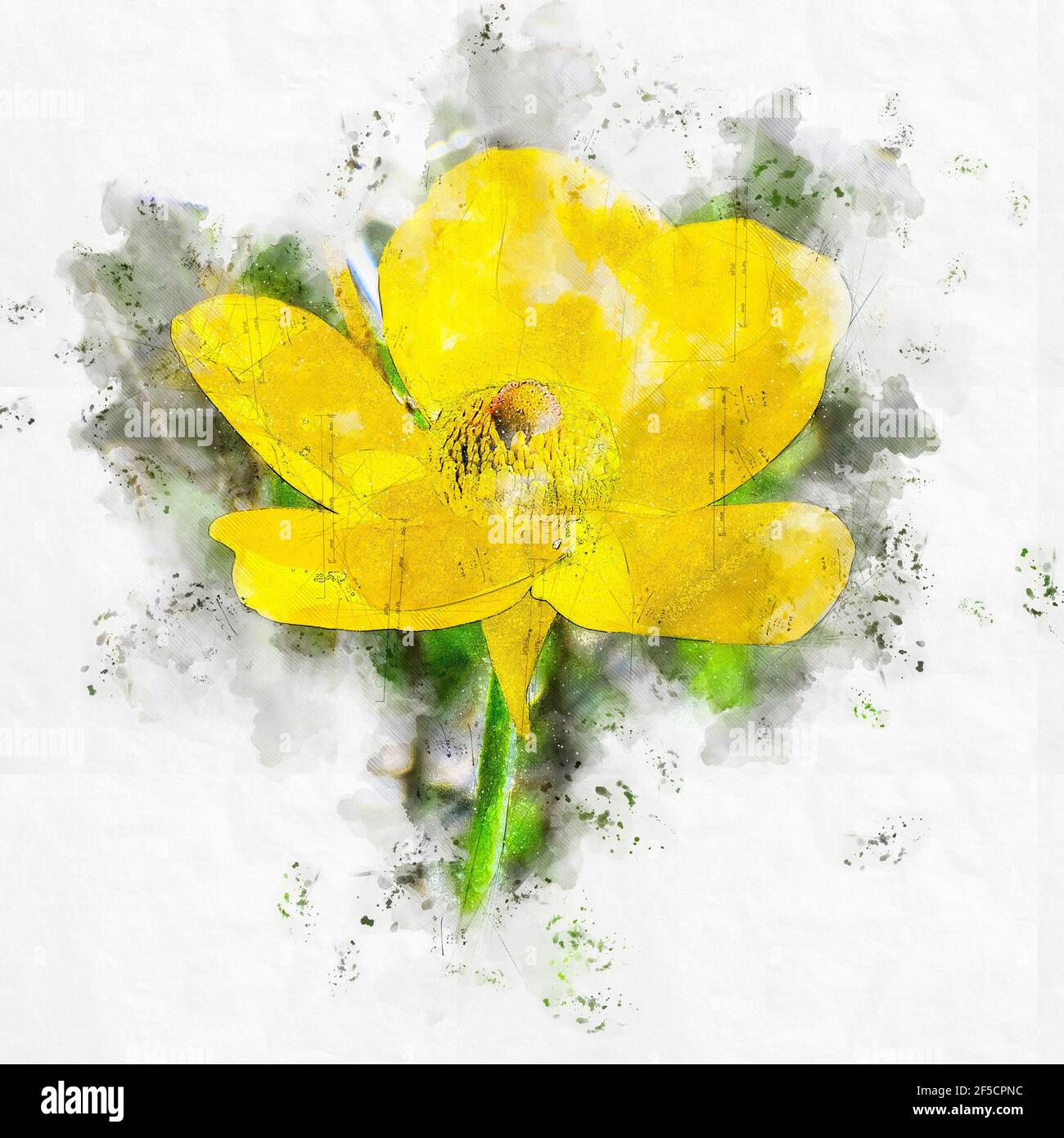 Digitally enhanced image of a yellow Ranunculus asiaticus, the Persian ...