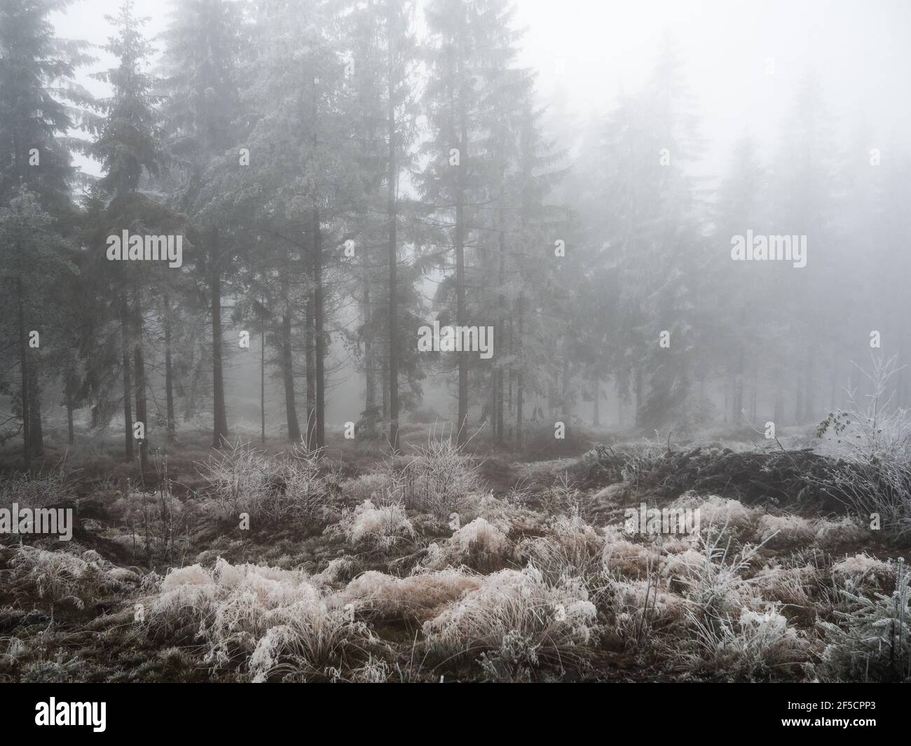 Dark mysterious snow winter cold creepy hi-res stock photography and ...