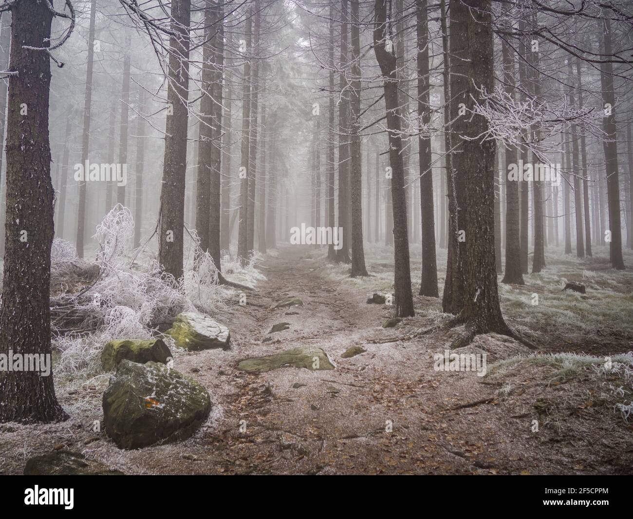 Dark mysterious snow winter cold creepy hi-res stock photography and ...