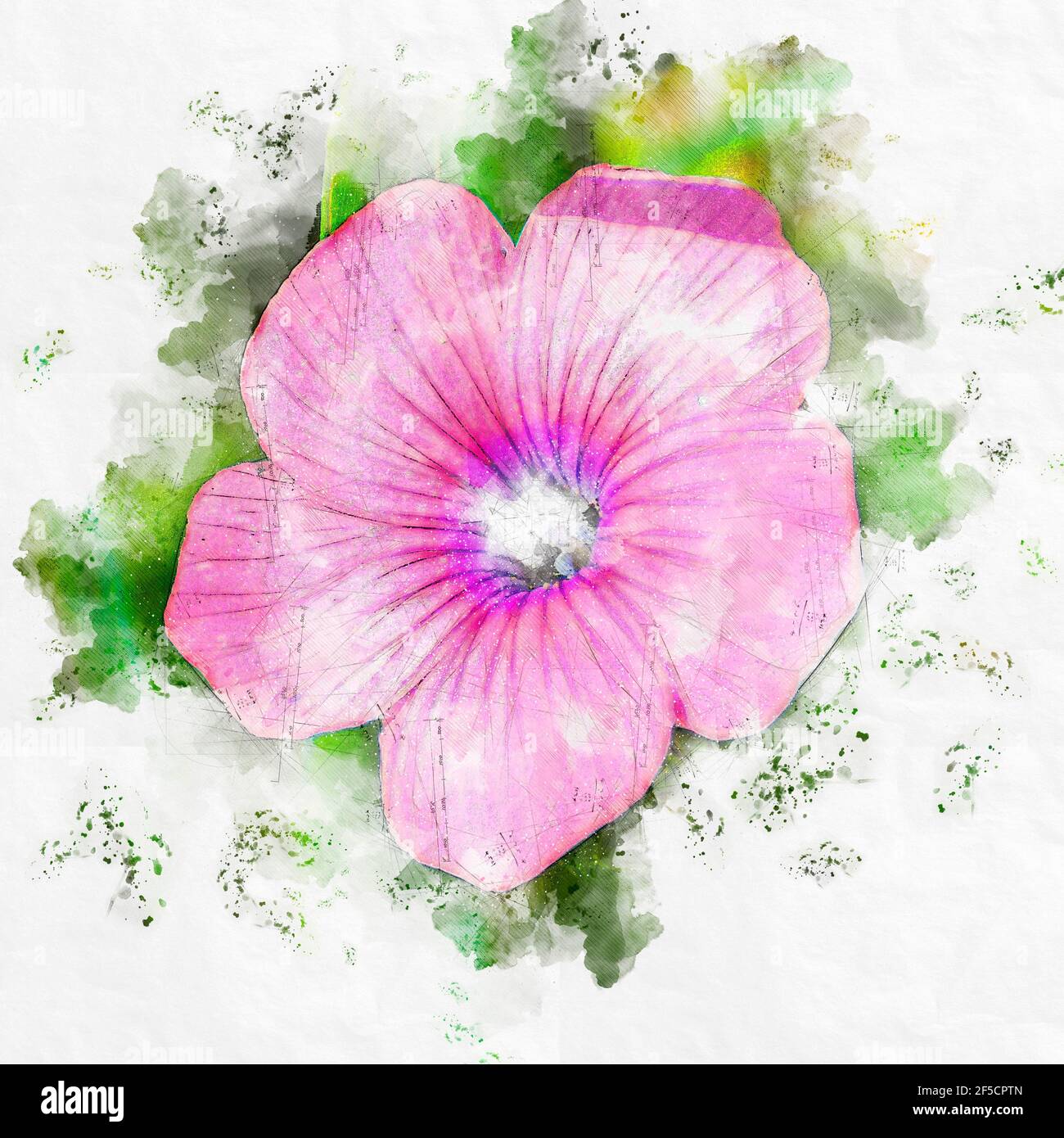 Digitally enhanced image of a Linum pubescens, the hairy pink flax, is ...