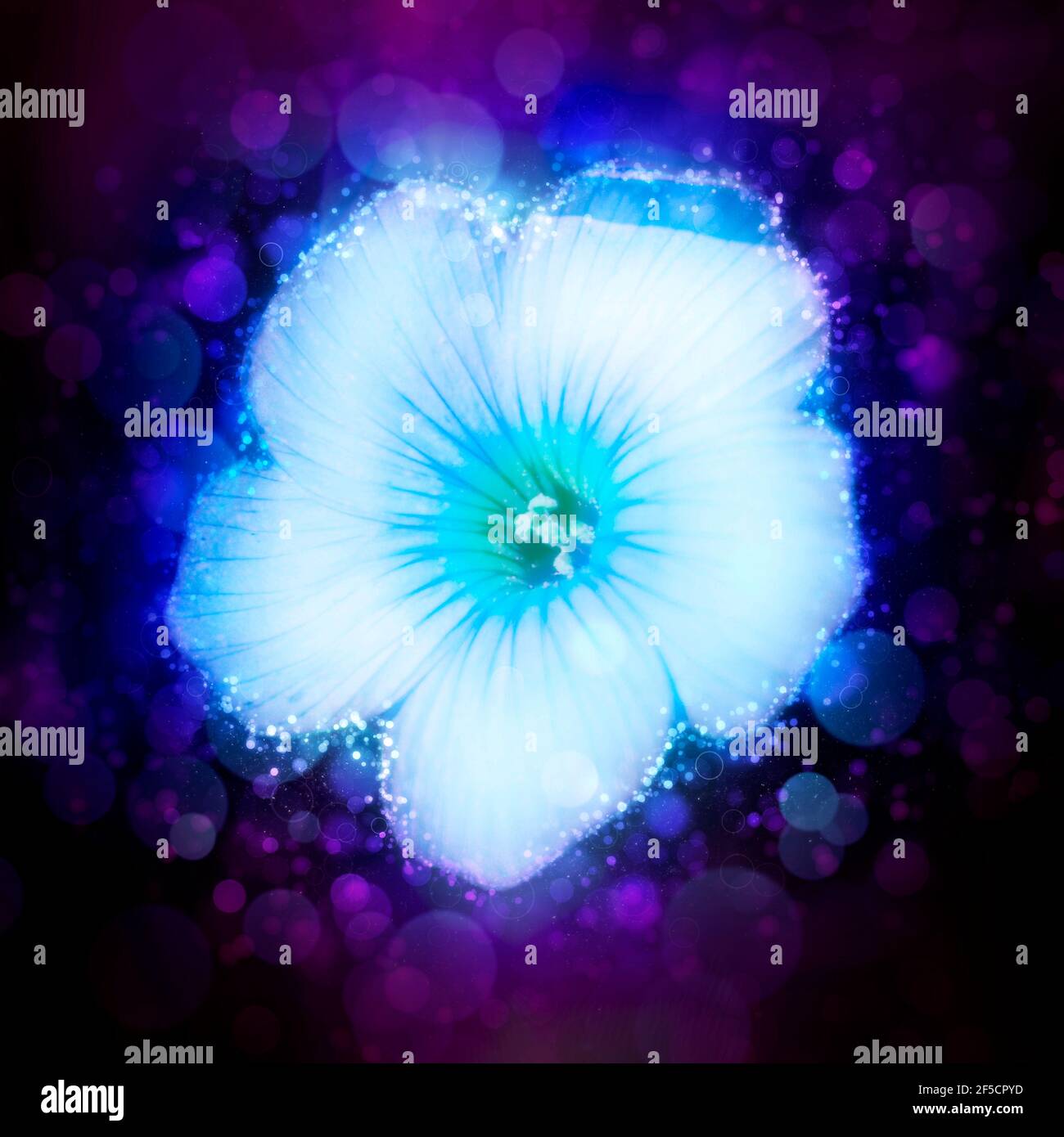 Digitally enhanced image of a Linum pubescens, the hairy pink flax, is ...