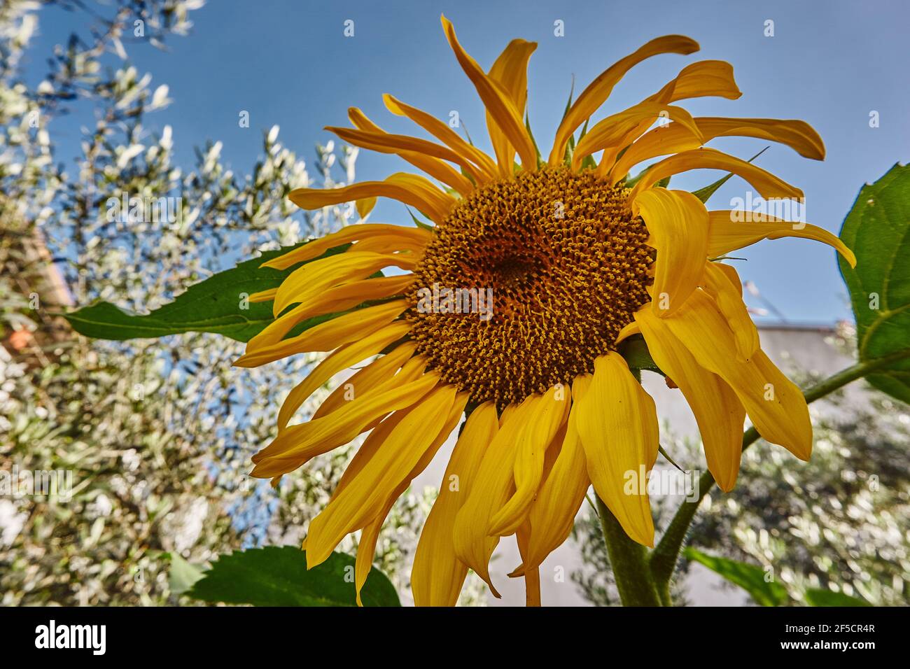 Sunflowers blooming near leaf hi-res stock photography and images - Alamy