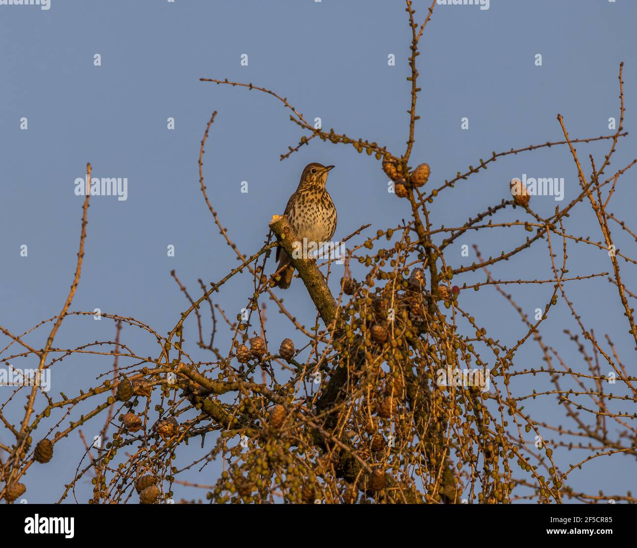 Song thrush perched in the golden hour hi-res stock photography and ...