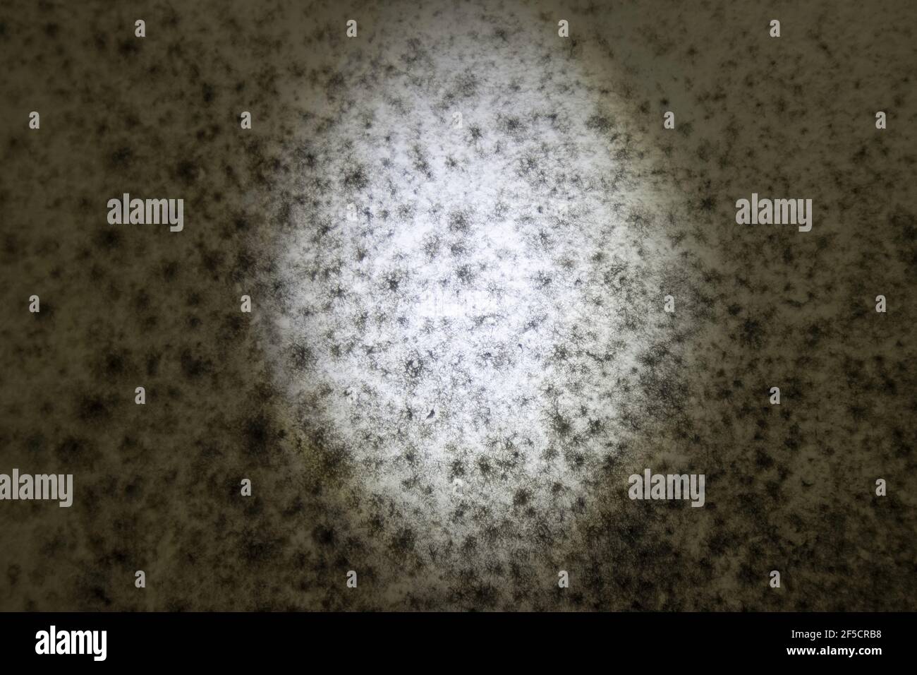 Mold on the Wall Extra Illuminated Intended as Wallpaper or Background ...