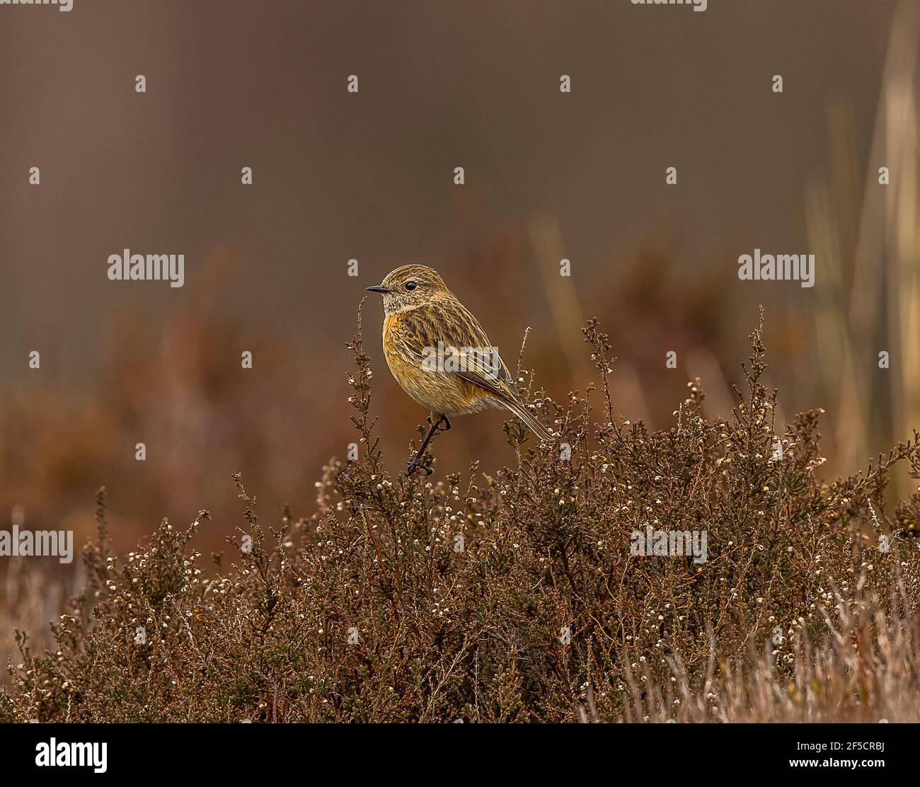Eurasian stonechat hi-res stock photography and images - Alamy