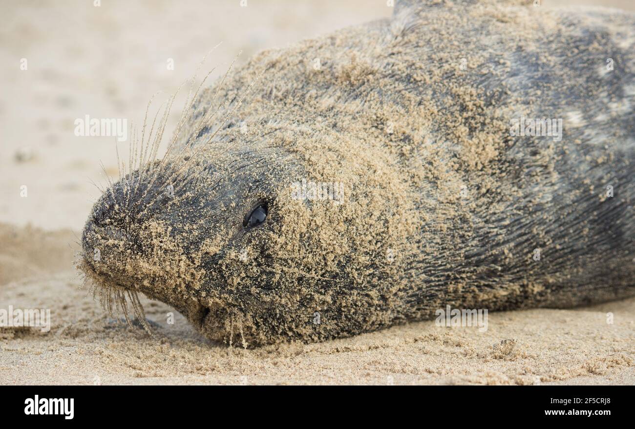 Baby seals hi-res stock photography and images - Alamy