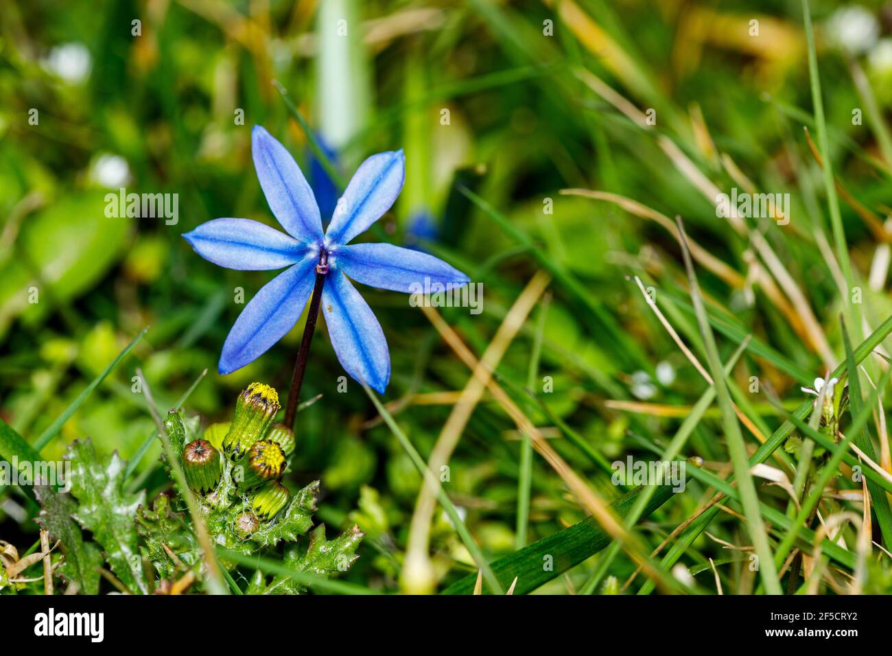 Bluestar flowers on a meadow Stock Photo - Alamy