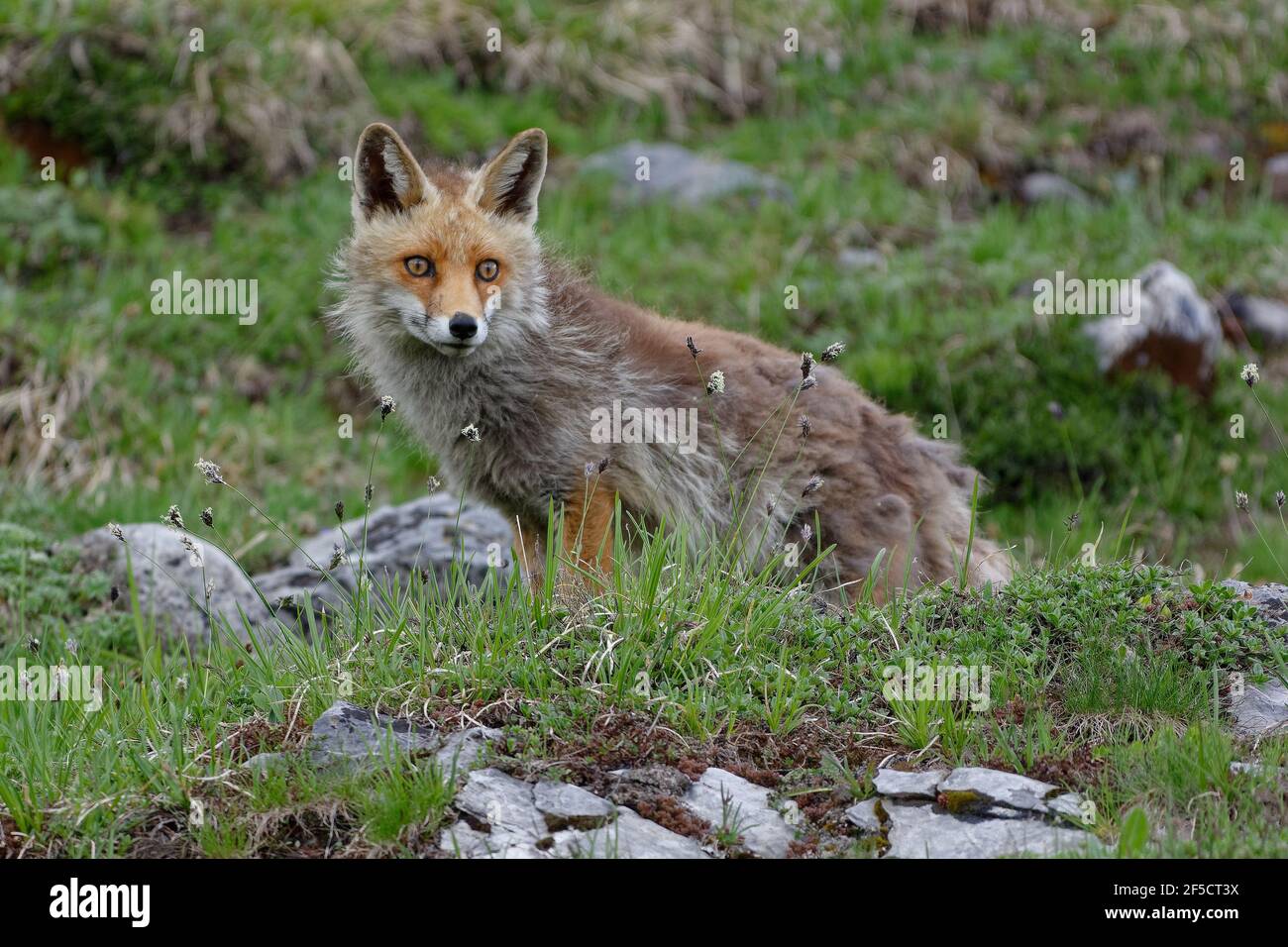 French red fox hi-res stock photography and images - Alamy