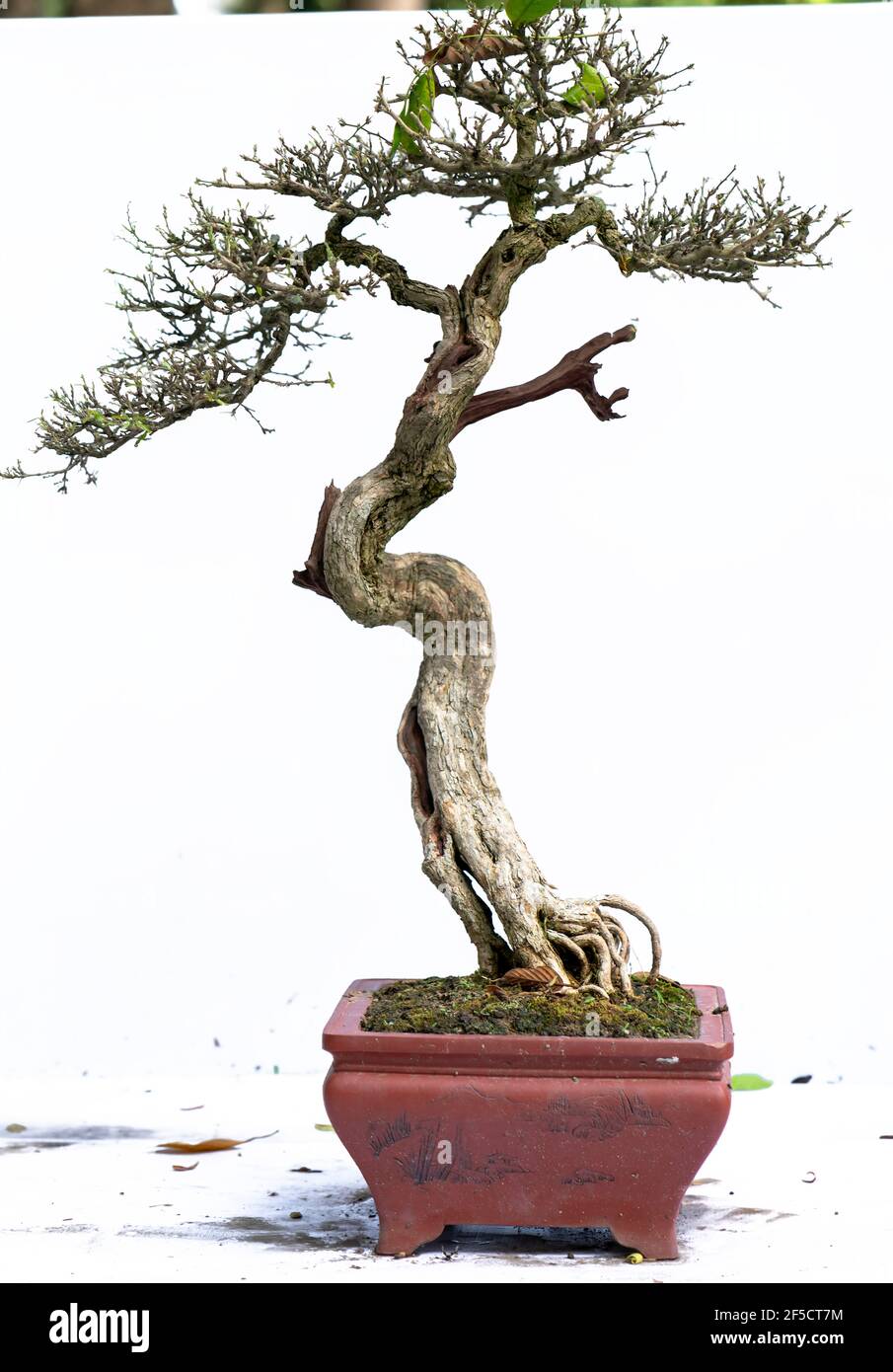 Bonsai tree isolated on white background in a pot plant with many ...