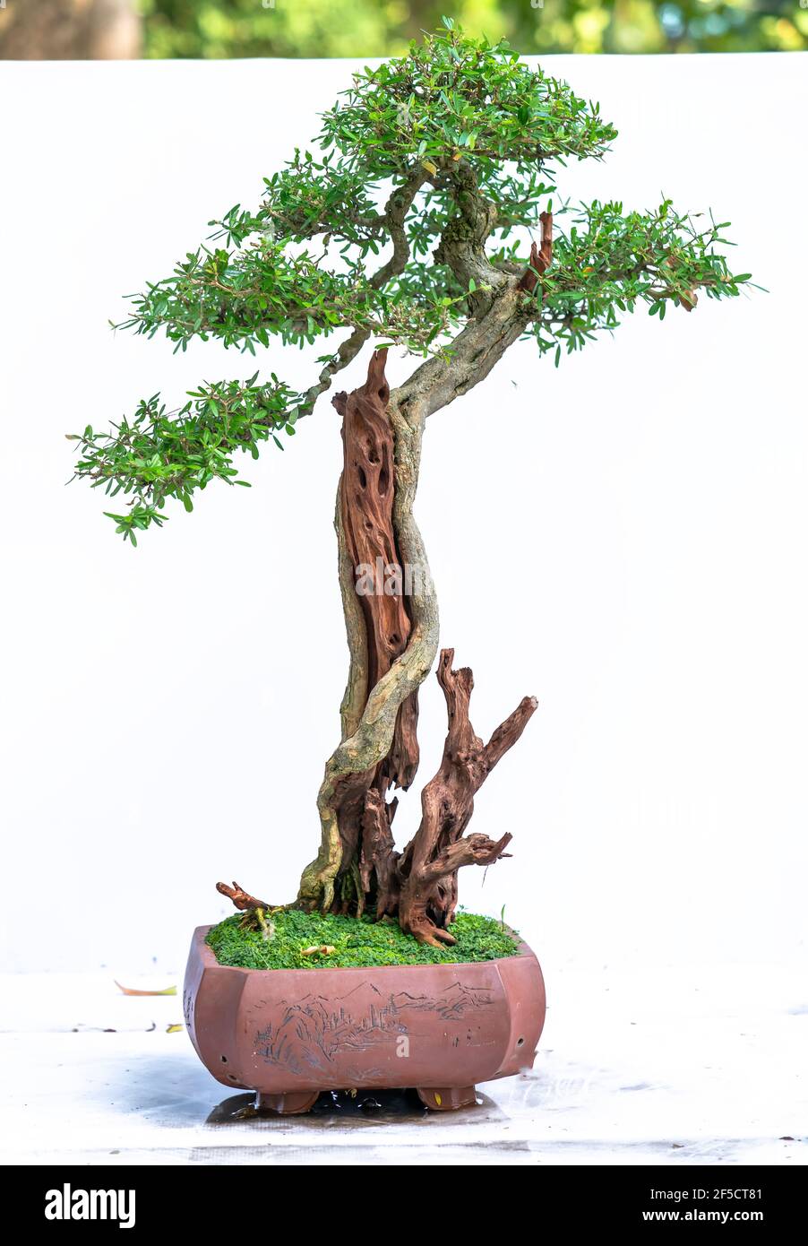 Bonsai tree isolated on white background in a pot plant with many ...
