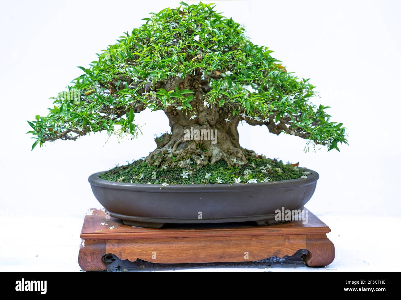 Bonsai tree isolated on white background in a pot plant with many ...