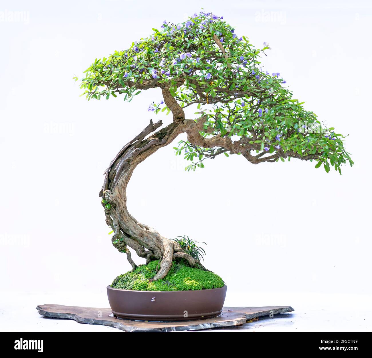 Bonsai tree isolated on white background in a pot plant with many ...