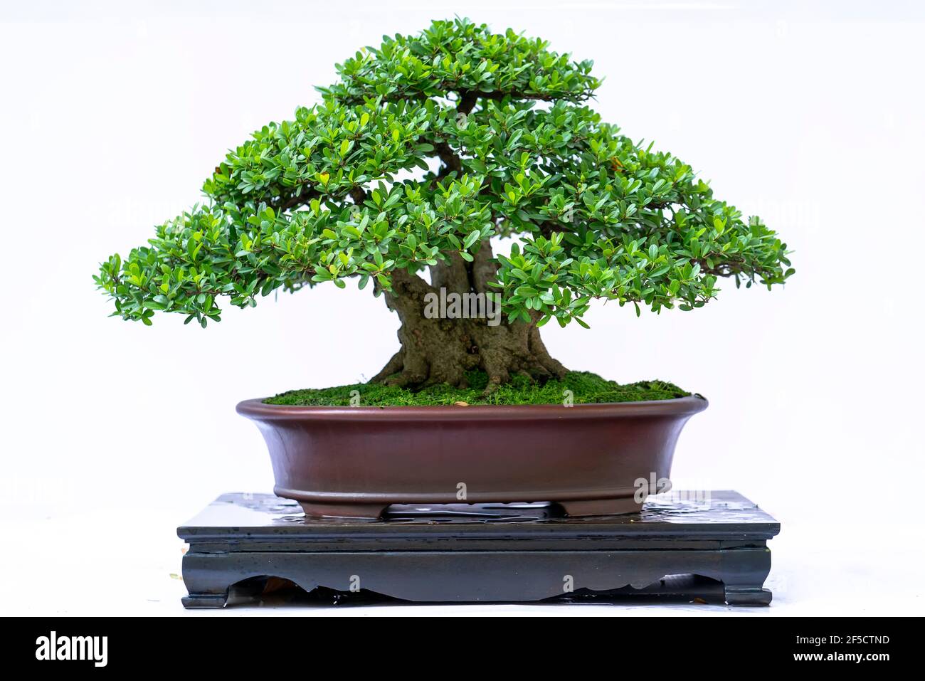 Bonsai tree isolated on white background in a pot plant with many ...