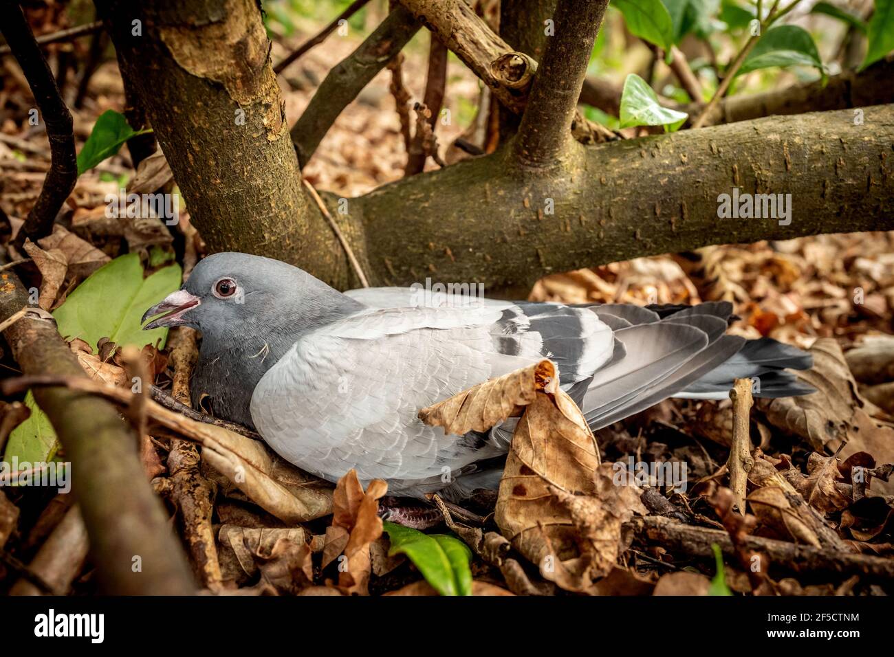 Pigeon Injured High Resolution Stock Photography and Images - Alamy