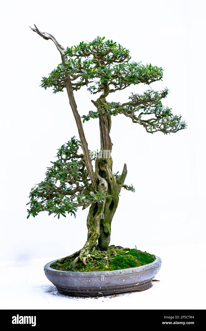 Bonsai tree isolated on white background in a pot plant with many ...