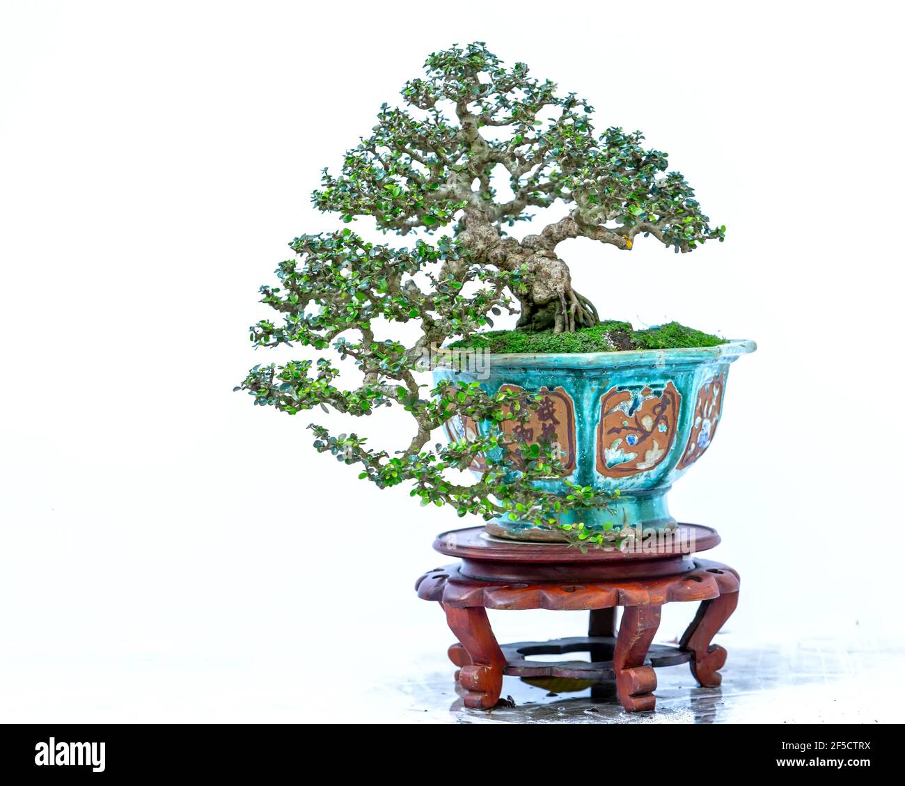 Bonsai tree isolated on white background in a pot plant with many ...