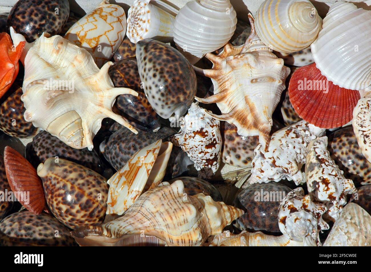 Seashells sold as ornamental objects in a coastal resort market stool ...