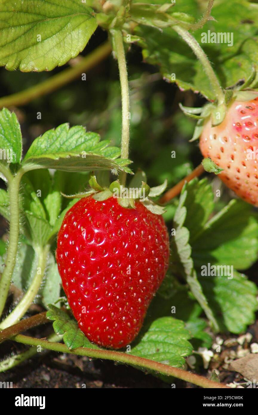 Homegrown juicy strawberries on vine showing different stages of ...