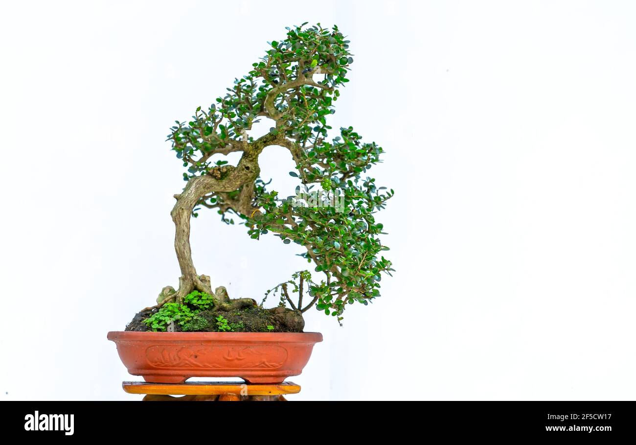 Bonsai tree isolated on white background in a pot plant with many ...